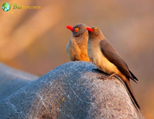 Red-billed Oxpecker | Buphagus Erythrorynchus | Black Bird