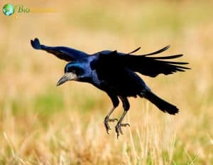 Rook | Corvus Frugilegus | Black Bird | BioExplorer