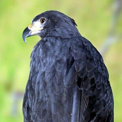 Types of Eagles | 68 Varieties of Eagles | BioExplorer