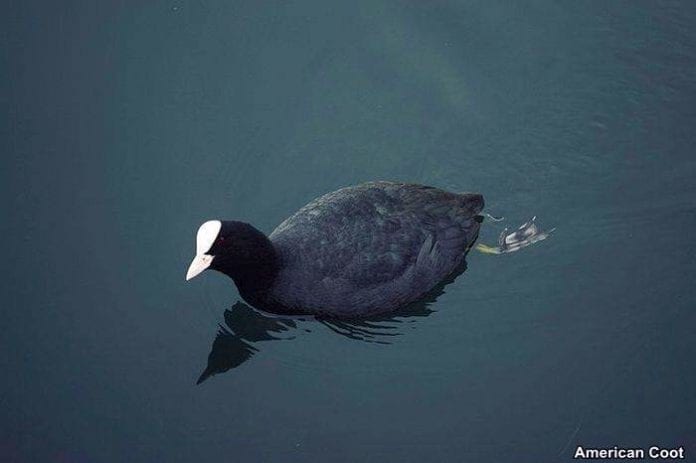 Top 15 Birds of Michigan | State Bird of Michigan | BioExplorer
