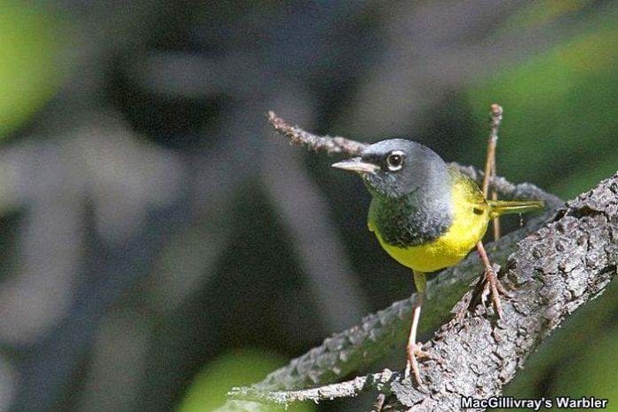 Top 15 Amazing Birds of Colorado | Regional Colorado Birds | BioExplorer