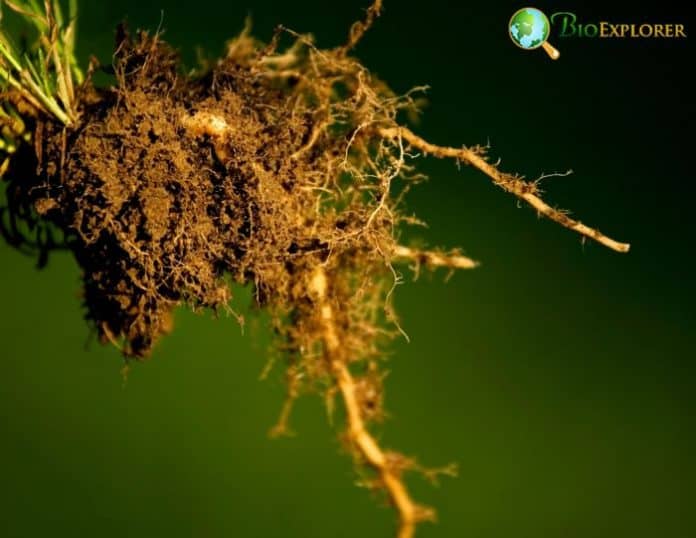 Top 15 Microbiology News of 2021 | BioExplorer.net