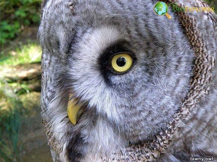 Top 26 Animals With BEST Eyesight (Visual Adaptations)
