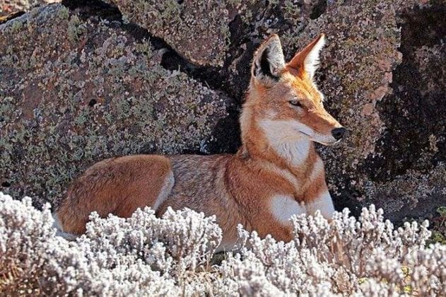 What Do Wolves Eat? | Wolves Diet By Types | What Eats Wolves?