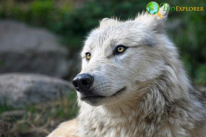 Top 16 Animals with the Best Hearing | BioExplorer.net