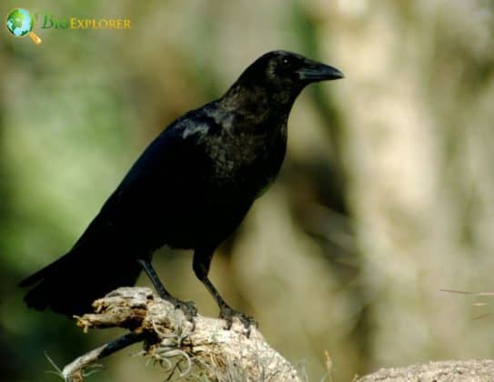 American Crow | Corvus Brachyrhynchos | Black Bird | BioExplorer