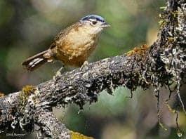 10 Top Poisonous Birds | Toxic Birds | Birds Adaptations | BioExplorer