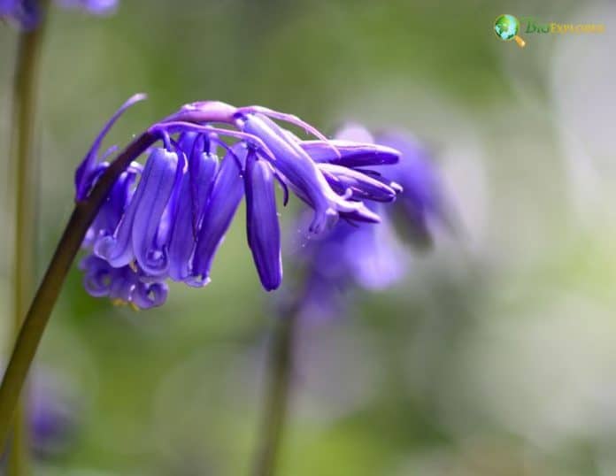 Bluebell Flower | Hyacinthoides non-scripta | Fun Facts