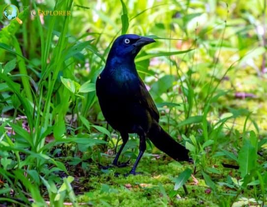 Common Grackle | Quiscalus Quiscula | Black Bird | BioExplorer