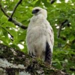 Types of Eagles | 68 Varieties of Eagles | BioExplorer