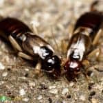 Insect Orders | 28 Different Types of Insects | BioExplorer