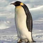 Types of Penguins | 27 Penguin Species By Taxonomists | Pictures
