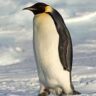 Top 34 Flightless Birds of All Times You Need To Know!