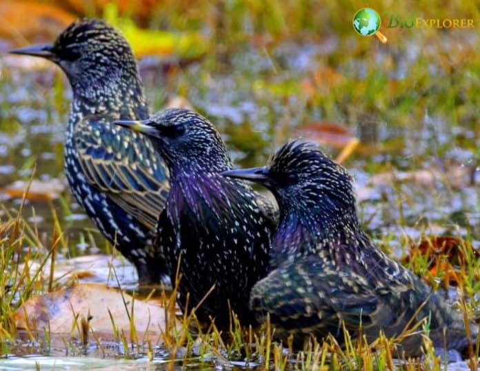 European Starling | Sturnus Vulgaris | Black Bird | BioExplorer