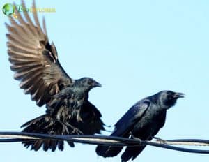 Fish Crow | Corvus Ossifragus | Black Bird | BioExplorer