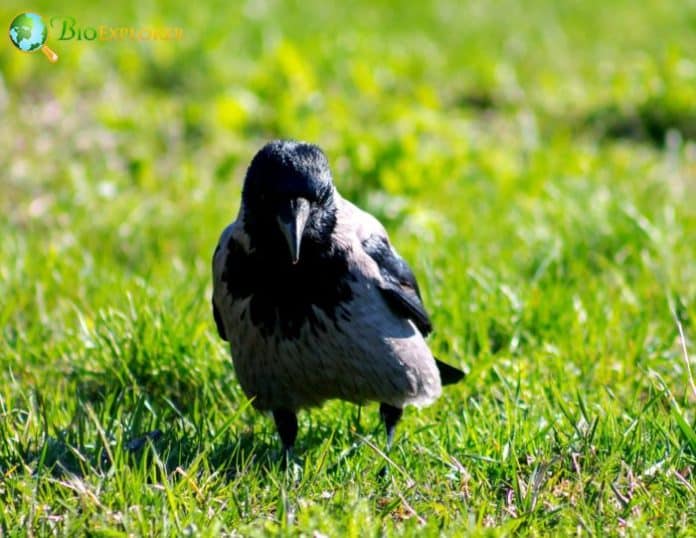 Hooded Crow | Corvux Cornix | Black and White Bird | BioExplorer