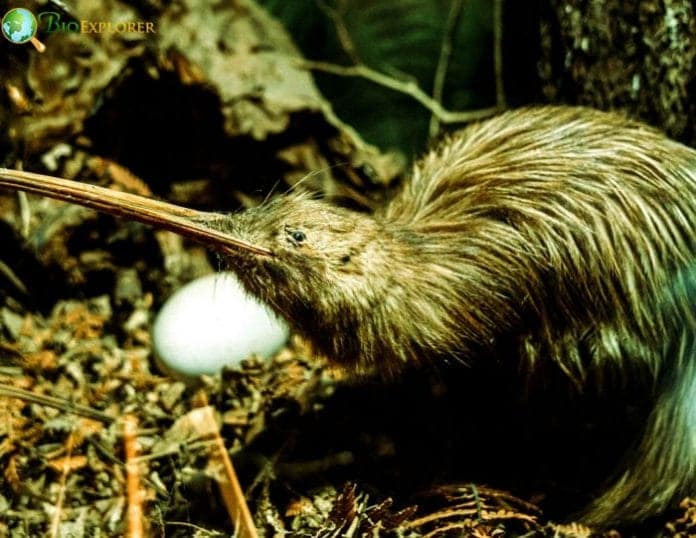 Top 34 Flightless Birds of All Times You Need To Know!