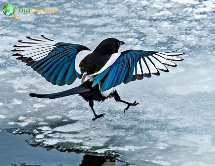 Black-billed Magpie | Pica Hudsonia | Black Bird | BioExplorer