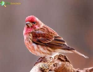 Washington Birds | Top 26 Must-See Birds of Washington State | BioExplorer