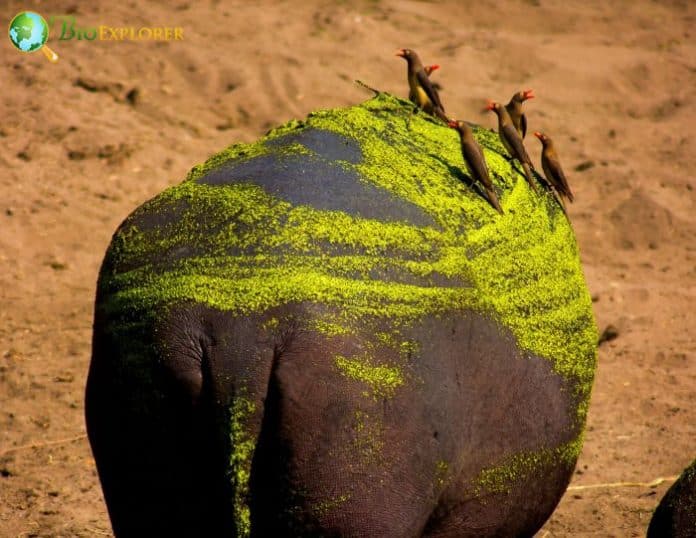 Red-billed Oxpecker | Buphagus Erythrorynchus | Black Bird