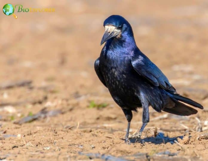 Rook | Corvus Frugilegus | Black Bird | BioExplorer