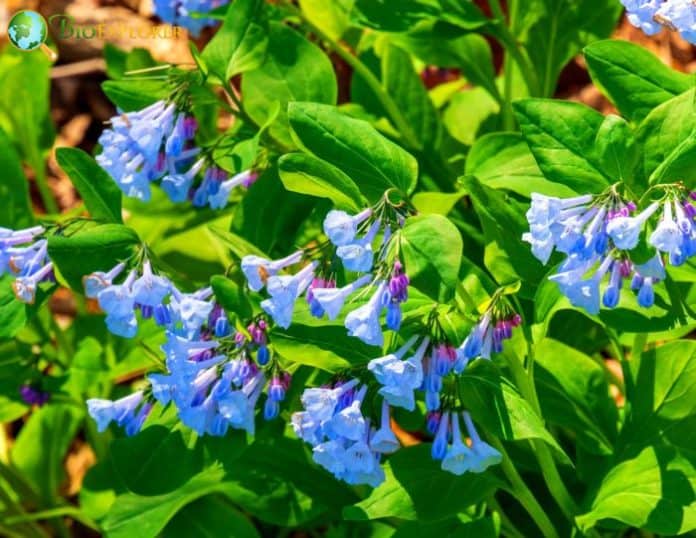Top 43 BEST Blue Flowers | Mesmerizing Blue Blossoms | Pictures