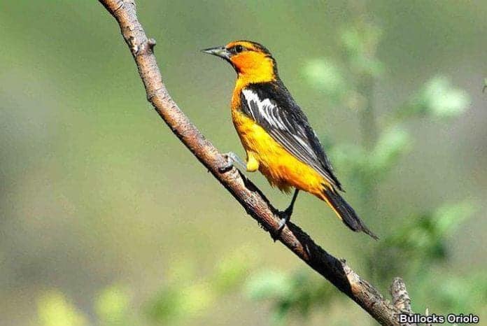 Top 15 Amazing Birds of Colorado | Regional Colorado Birds | BioExplorer