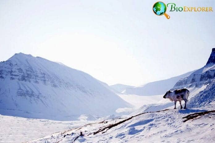 Top 18 BEST Tundra Animal Adaptations | BioExplorer.net