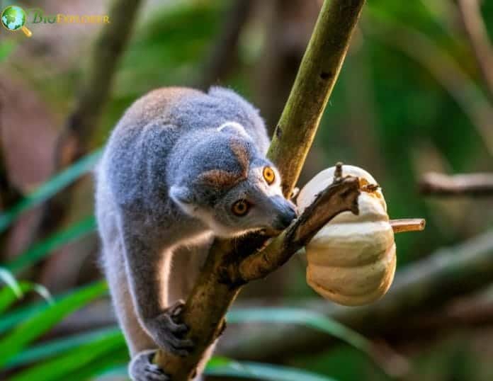 Crowned Lemur | Eulemur Coronatus | Lemur Species | Facts