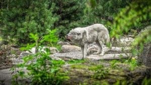 What Do Wolves Eat? | Wolves Diet By Types | What Eats Wolves?