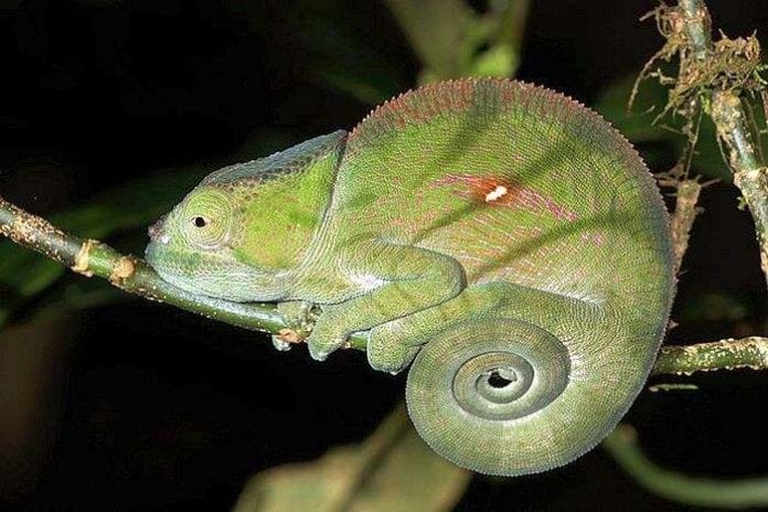 What Do Chameleons Eat? | Chameleons Diet By Types | BioExplorer