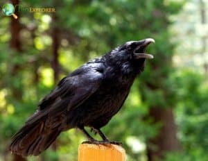 American Crow | Corvus Brachyrhynchos | Black Bird | BioExplorer