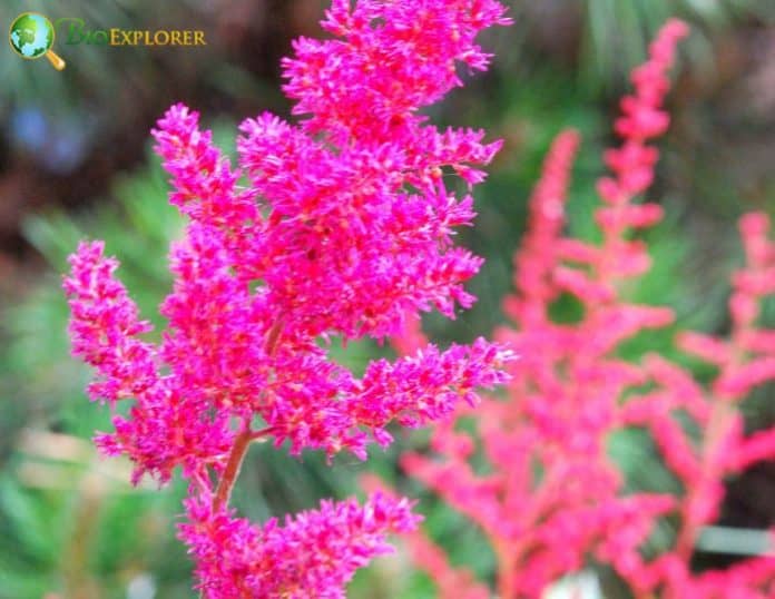 Astilbe Flowers | Astilbe Varieties | Astilbe Propagations | BioExplorer