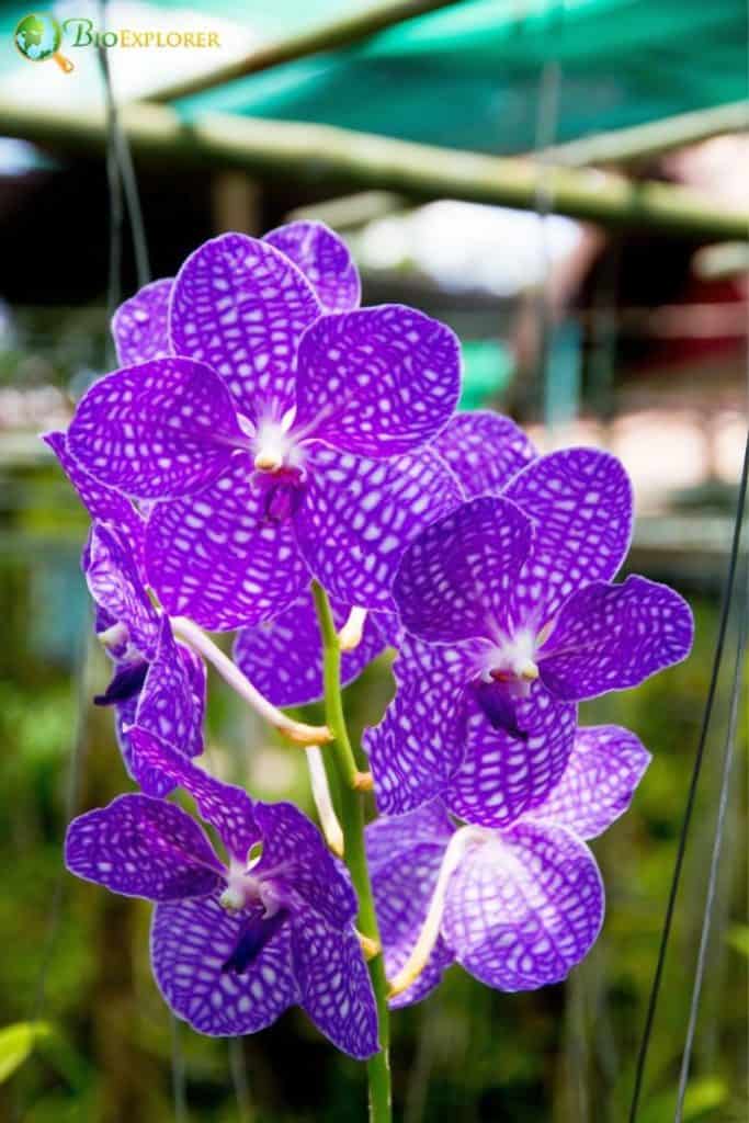 Colorful Orchids | Top 25 Must-See Vibrant Orchids | BioExplorer