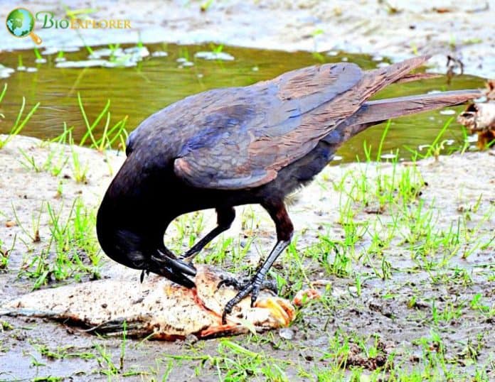Fish Crow | Corvus Ossifragus | Black Bird | BioExplorer