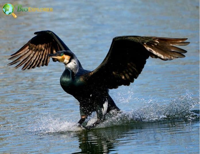 Great Cormorant | Phalacrocorax Carbo | Black Bird | BioExplorer