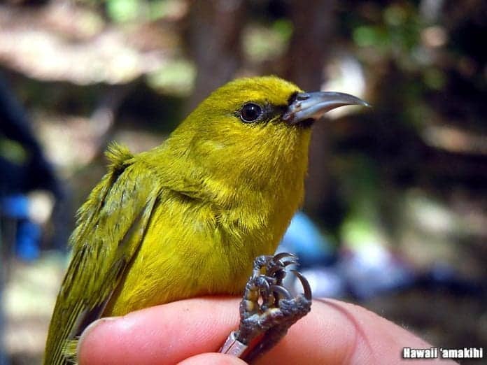 Hawaiian Birds | Native Birds of Hawaii | BioExplorer