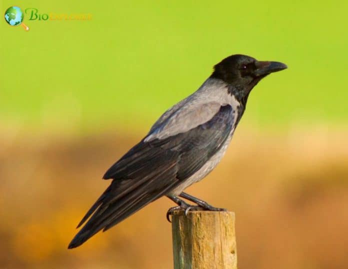 Hooded Crow | Corvux Cornix | Black and White Bird | BioExplorer
