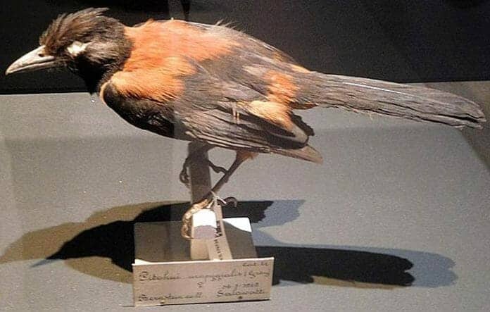 10 Top Poisonous Birds | Toxic Birds | Birds Adaptations | BioExplorer