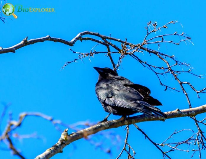 Northwestern Crow | Corvus Caurinus | Black Bird | BioExplorer