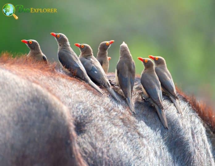 Red-billed Oxpecker | Buphagus Erythrorynchus | Black Bird