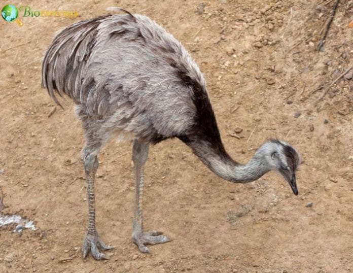 Top 34 Flightless Birds of All Times You Need To Know!