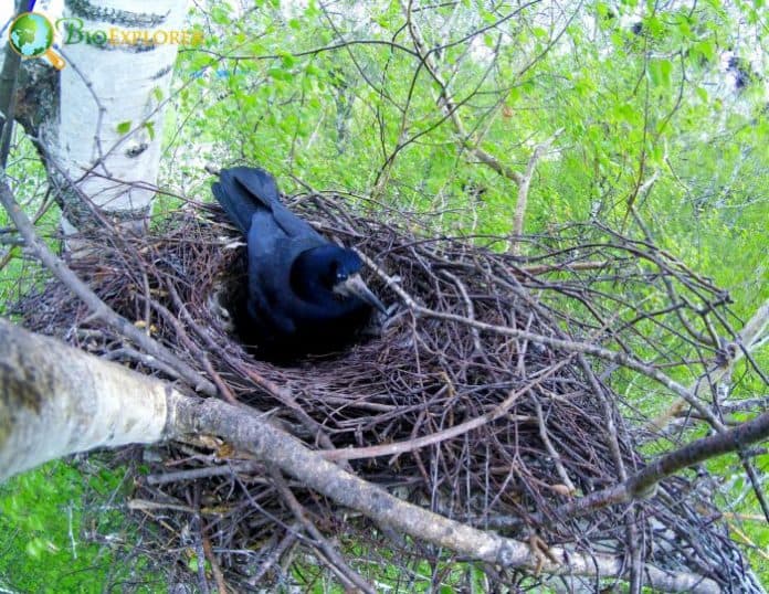 Rook | Corvus Frugilegus | Black Bird | BioExplorer