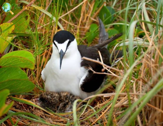 Sooty Tern | Onychoprion Fuscatus | Black and White Bird