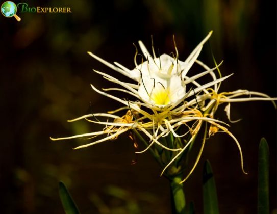 Blooming Texas: 25 Gorgeous Native Flowers Revealed!