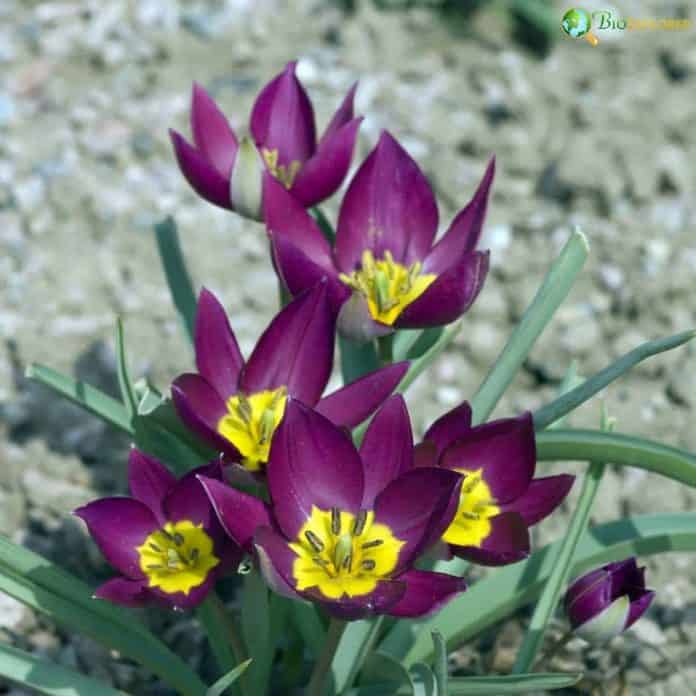 Top 25 Colorful Tulips | Guide to Vibrant Blooms | BioExplorer