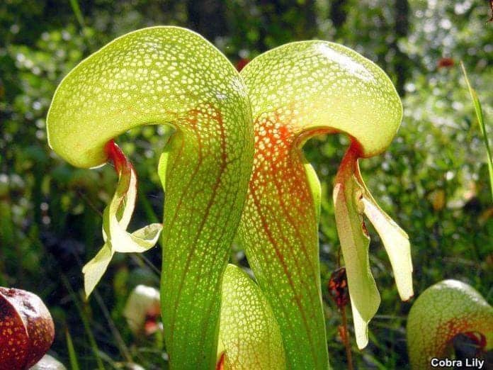 Top 25 Plants That Eat Bugs | Predator Plants | Carnivorous Plants ...