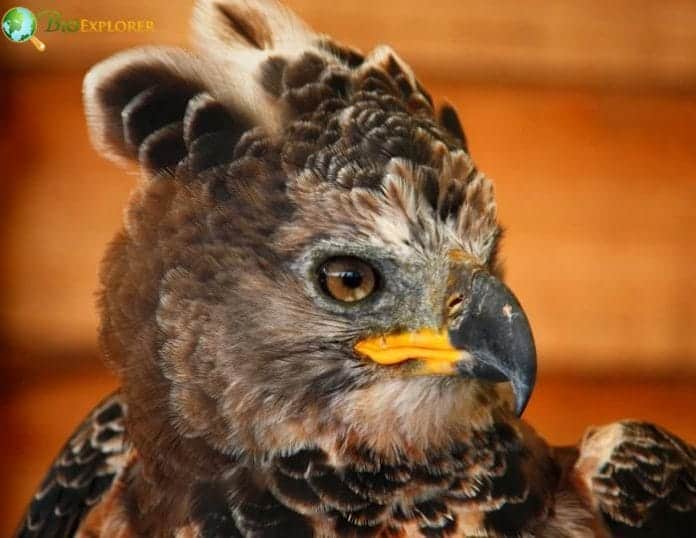 Crowned Eagle | Stephanoaetus Coronatus | BioExplorer