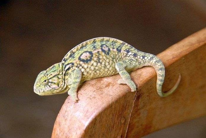 What Do Chameleons Eat? | Chameleons Diet By Types | BioExplorer