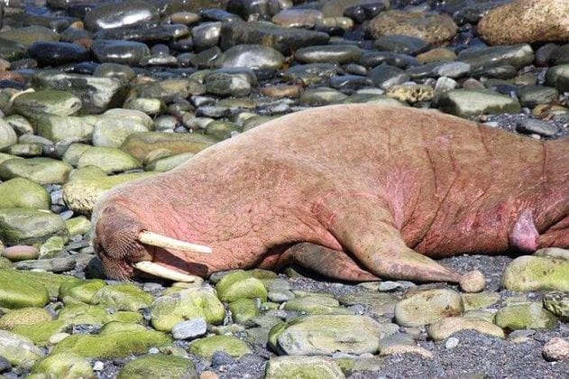 What Do Walruses Eat? | What Eats Walruses? | Walrus Diet | BioExplorer